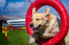 Top 10 Effective Dog Training Methods: A Complete Guide on Dog Training