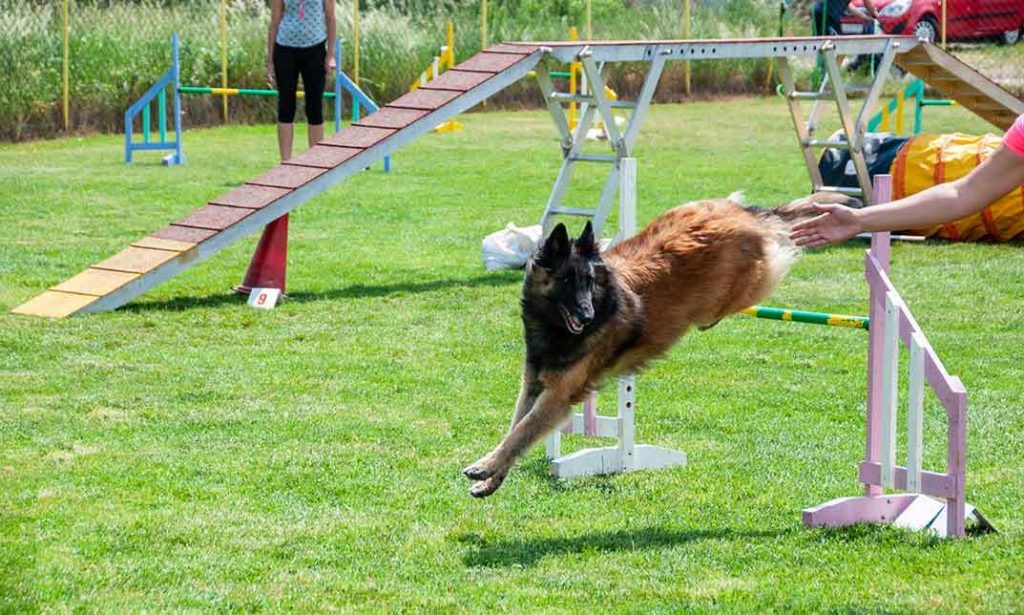 Animal Care Level 3 Course – The Animal Care