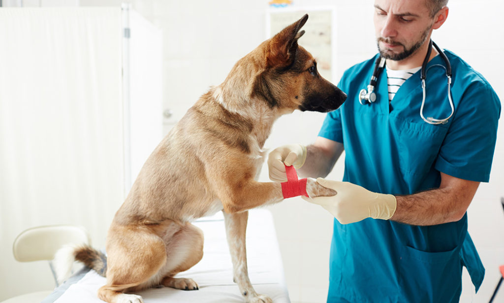 CPD Animal Care Online Training Course — The Animal Care